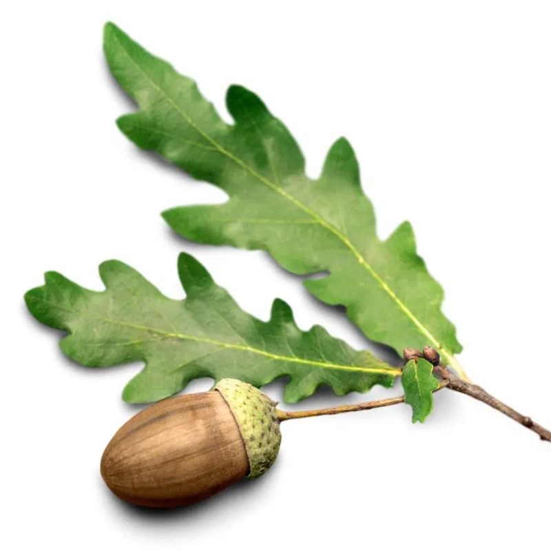 The Mighty Oak - EVOKE